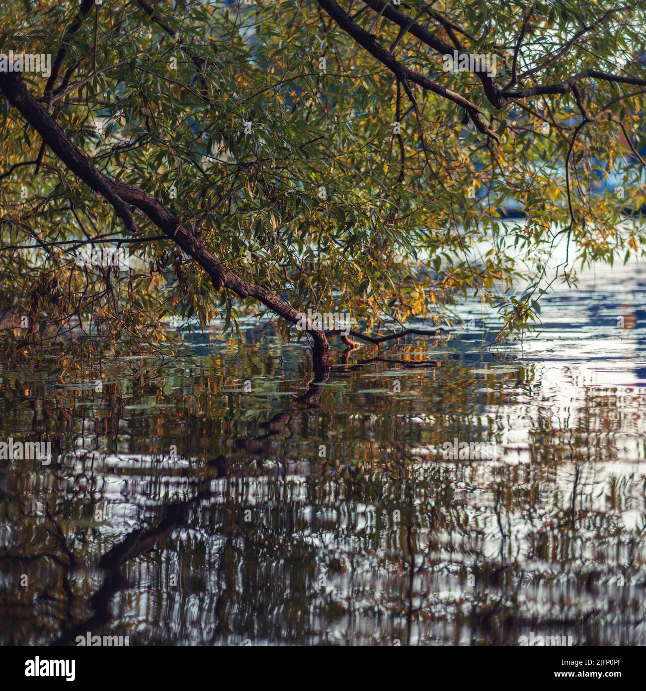 A shot of a downfallen tree in the water Stock Photo - Alamy