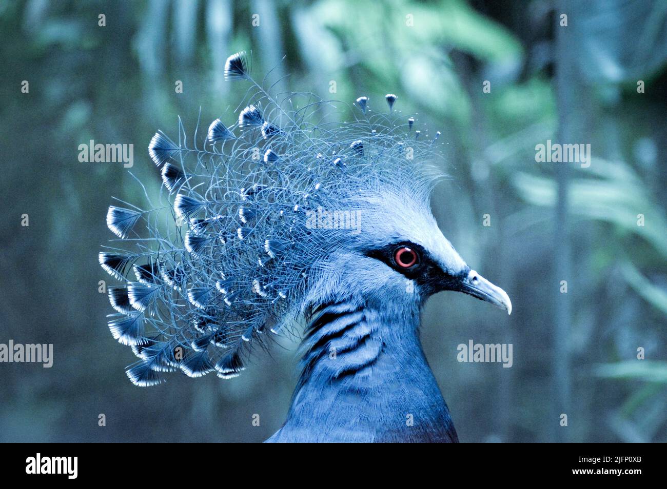 Beautiful Victoria Crowned Pigeon displaying it's striking blue crown ...