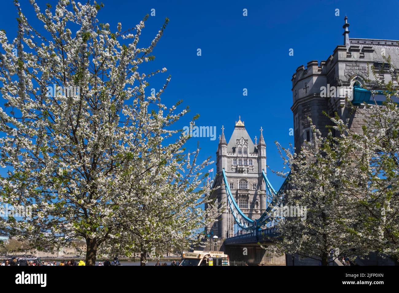 Tower Bridge with Spring Blossom, London, England Stock Photo - Alamy