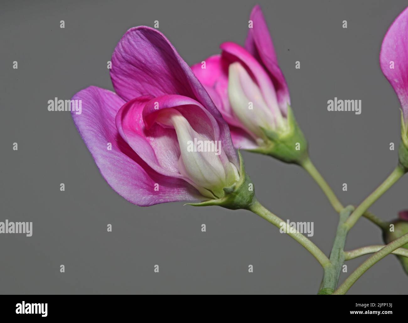 Violet wild climber flower blossoming macro botanical background ...