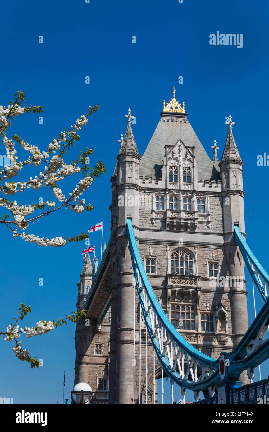 Tower Bridge with Spring Blossom, London, England Stock Photo - Alamy