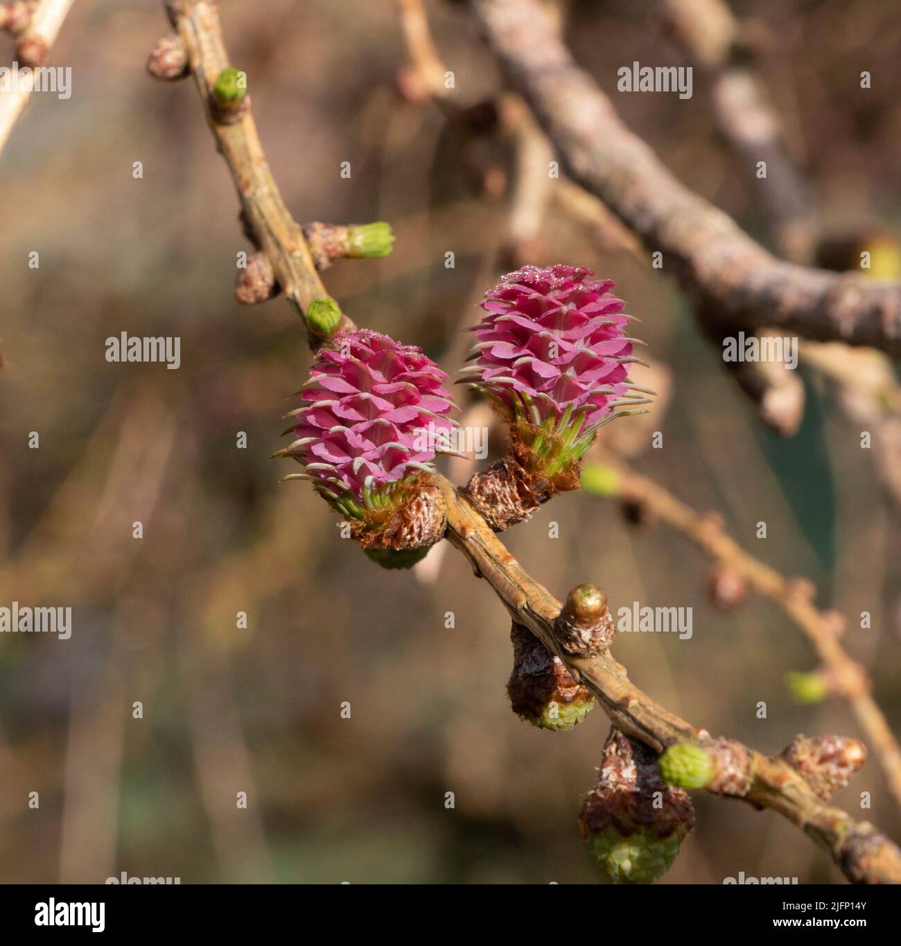 Opening roses hi-res stock photography and images - Alamy