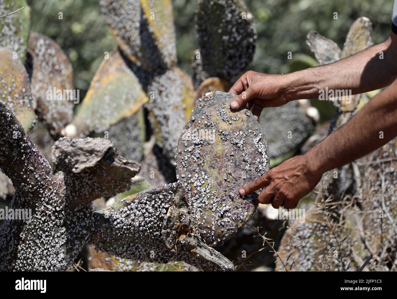 Cochineal bug hi-res stock photography and images - Alamy