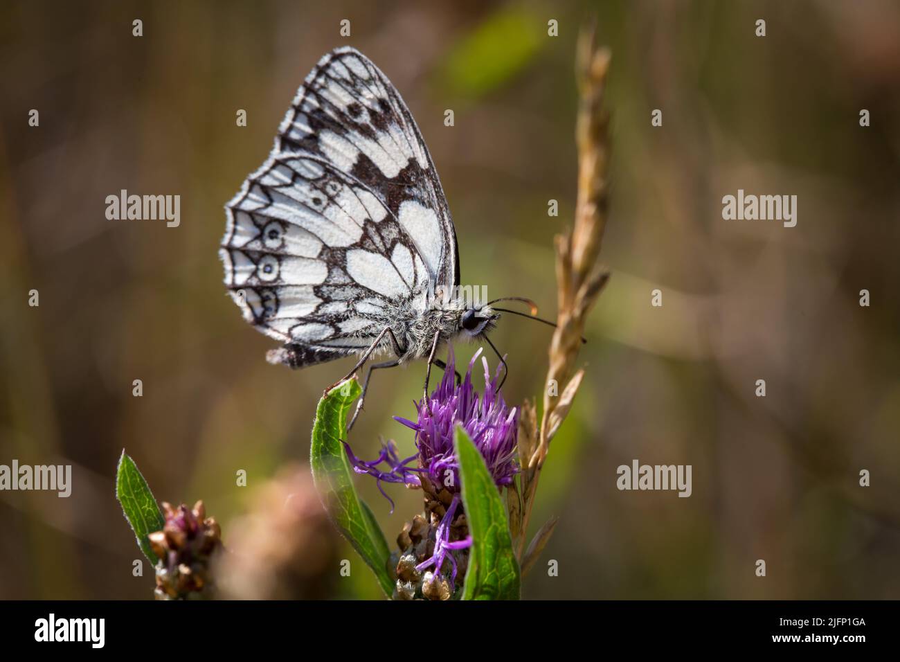Marbled white butterfly (Melanargia galathea Stock Photo - Alamy