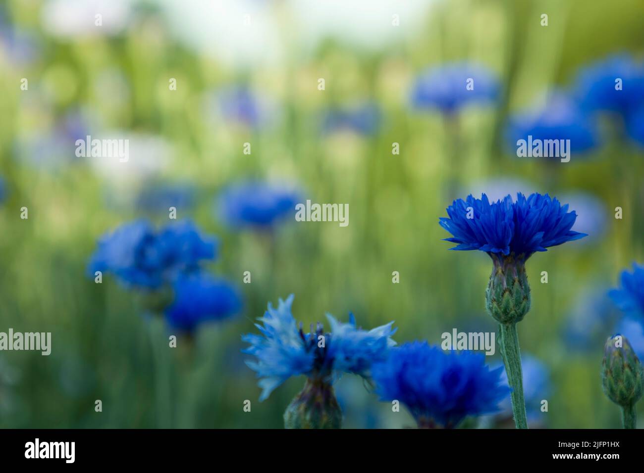Beautiful blue wild cornflowers hi-res stock photography and images - Alamy