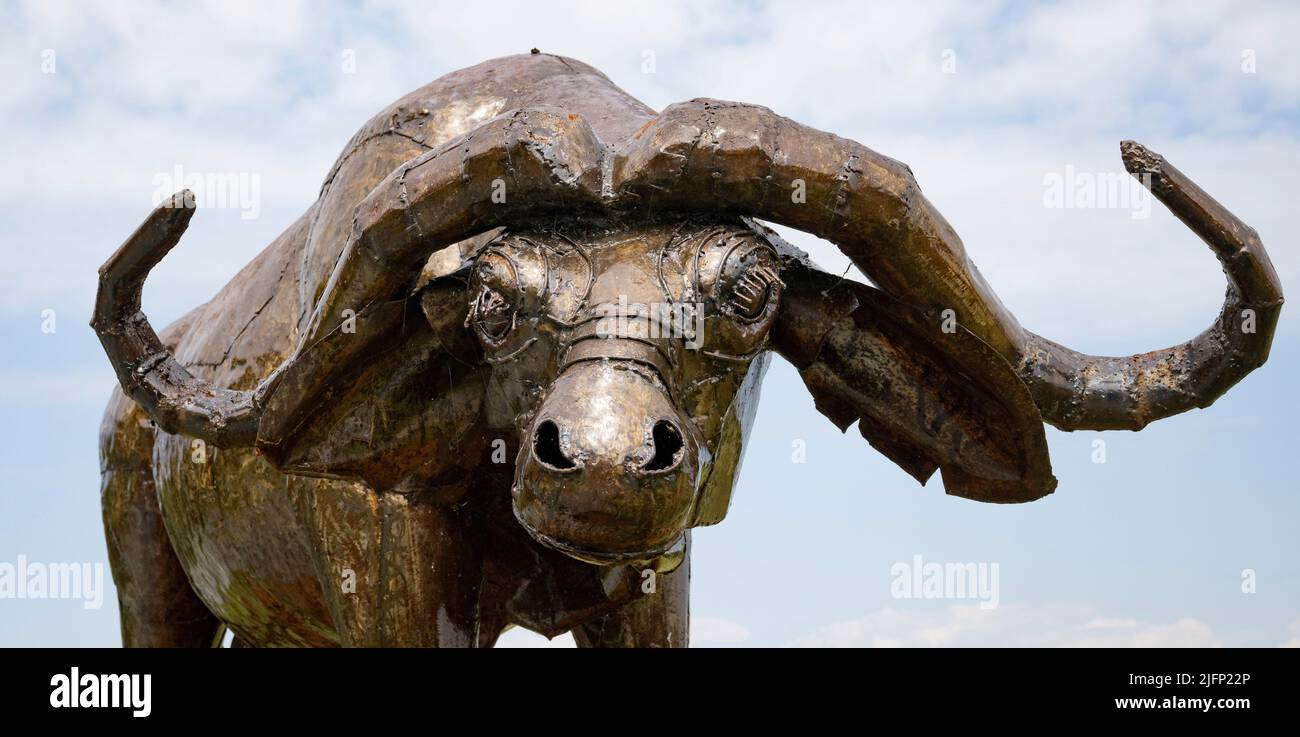 African buffalo exhibition hi-res stock photography and images - Alamy