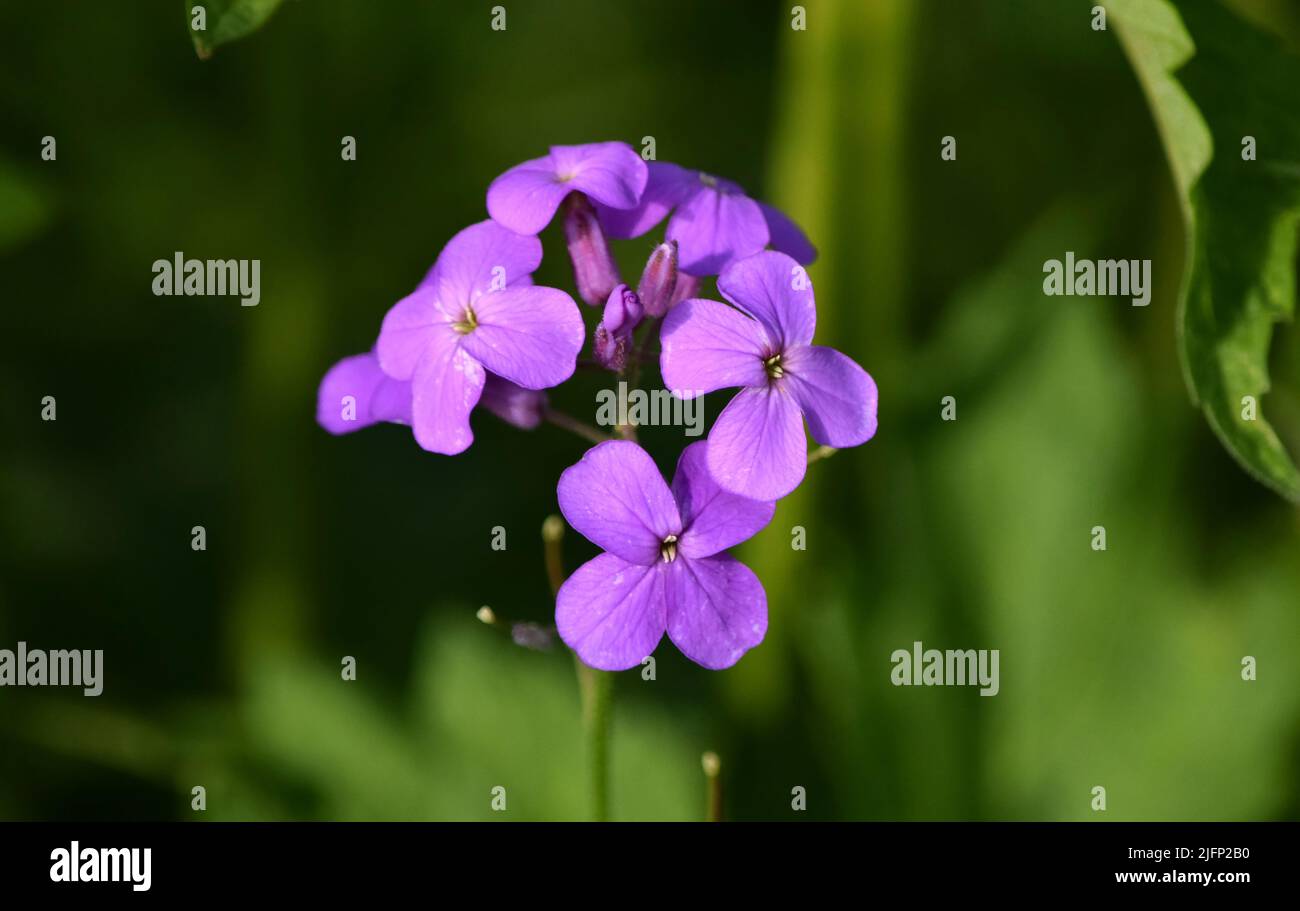 A close up of a Dame's Rocket flower on a sunny afternoon Stock Photo ...