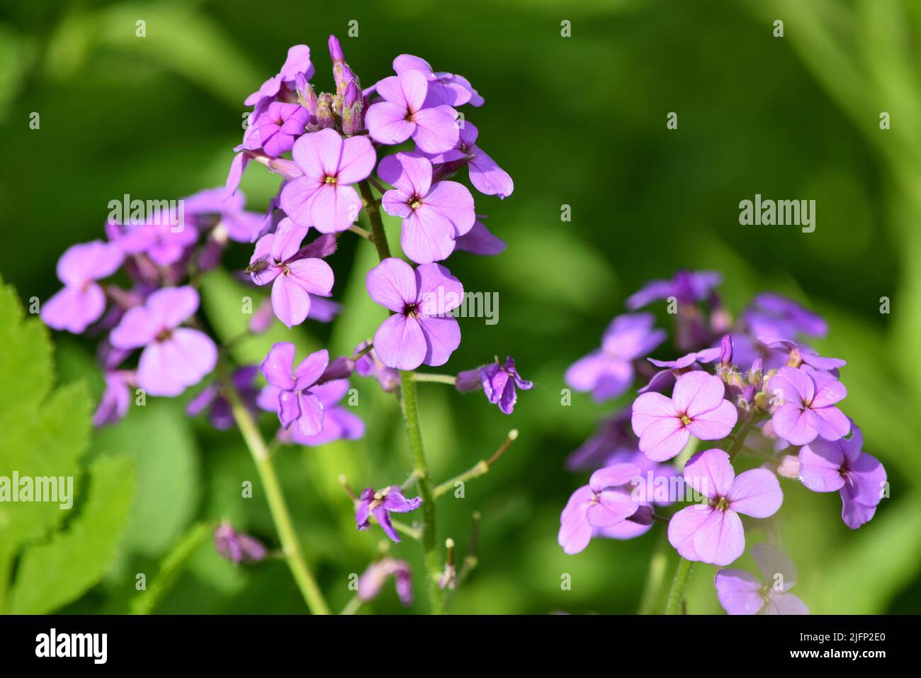 Dames rocket hi-res stock photography and images - Alamy