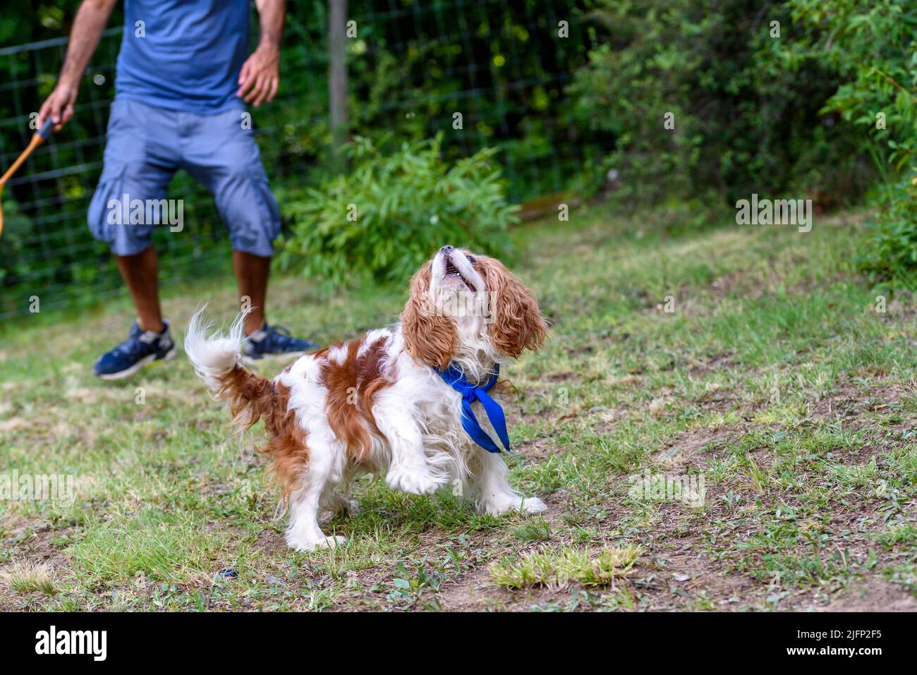 Cavalier king charles spaniel playing badminton Stock Photo - Alamy