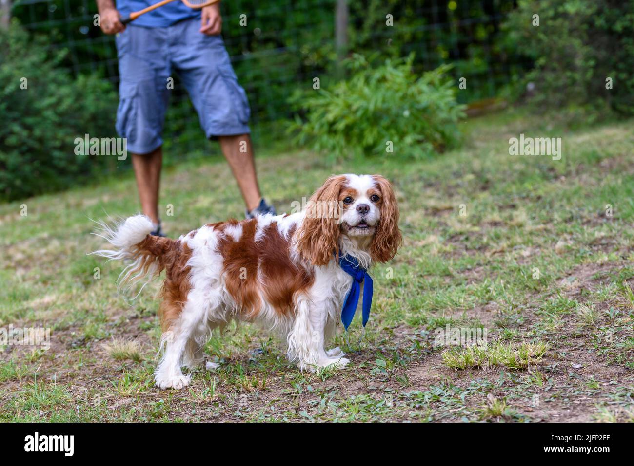 Cavalier king charles spaniel playing badminton Stock Photo - Alamy