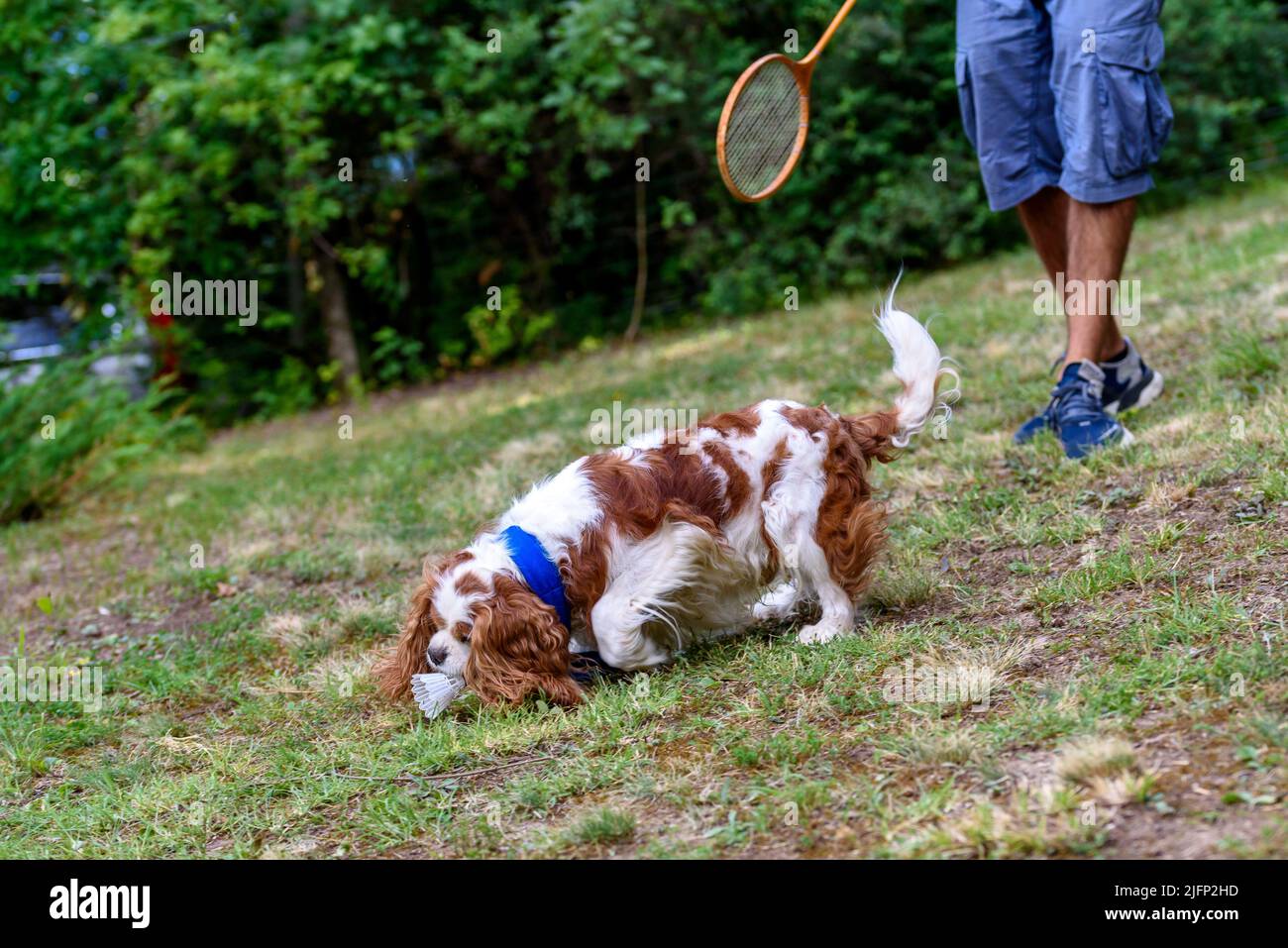 Cavalier king charles spaniel playing badminton Stock Photo - Alamy