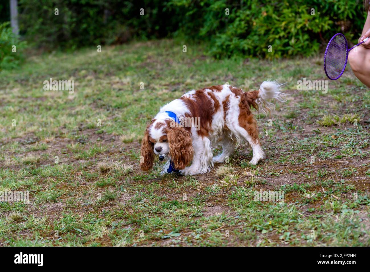 Cavalier king charles spaniel playing badminton Stock Photo - Alamy