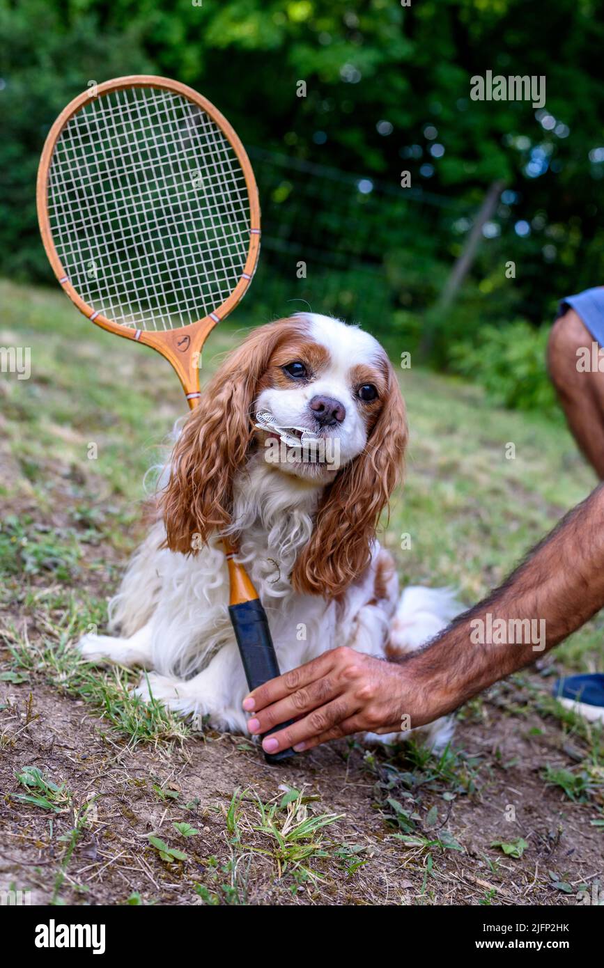 Cavalier king charles spaniel playing badminton Stock Photo - Alamy