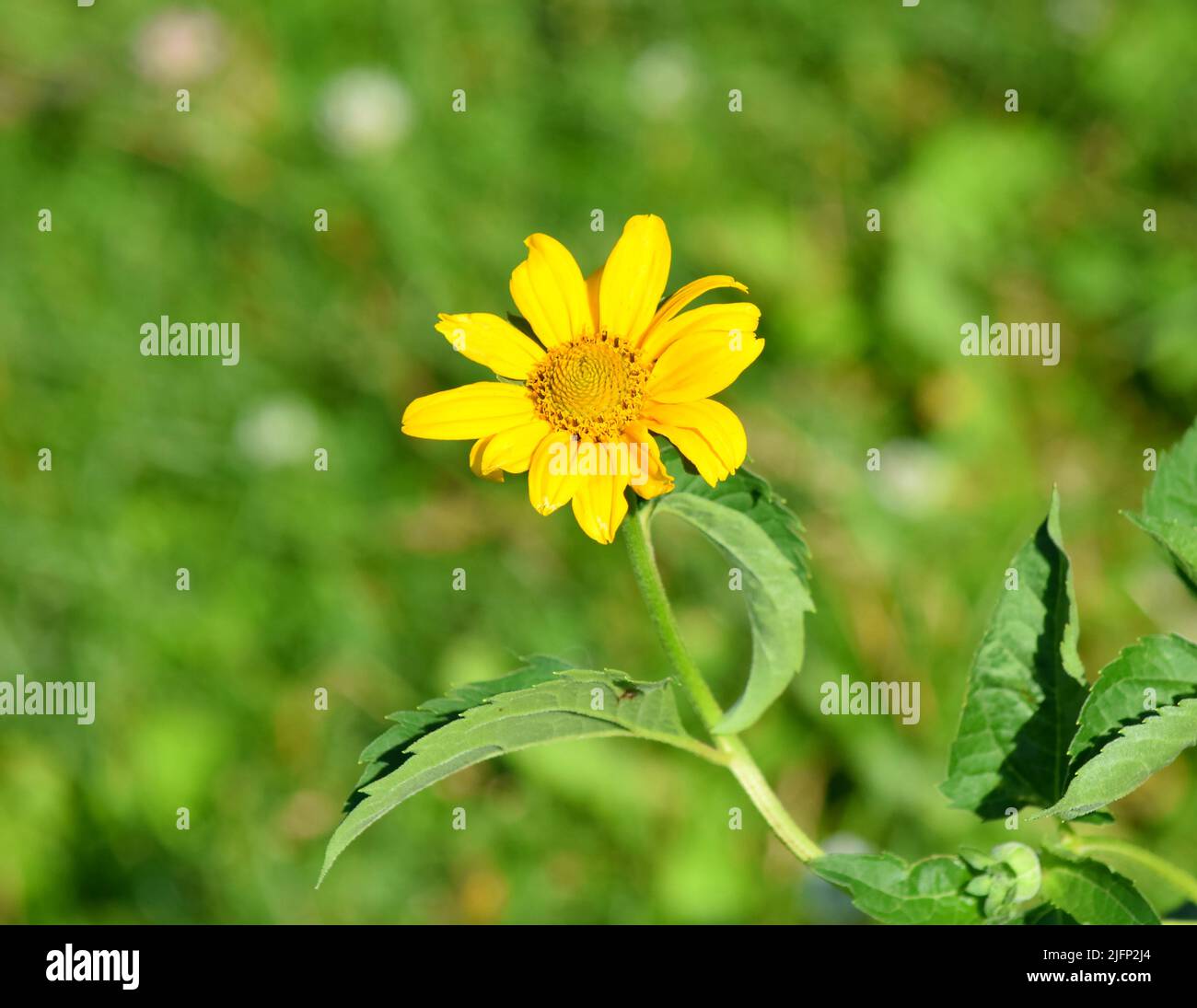 Oxeye sunflower hi-res stock photography and images - Alamy