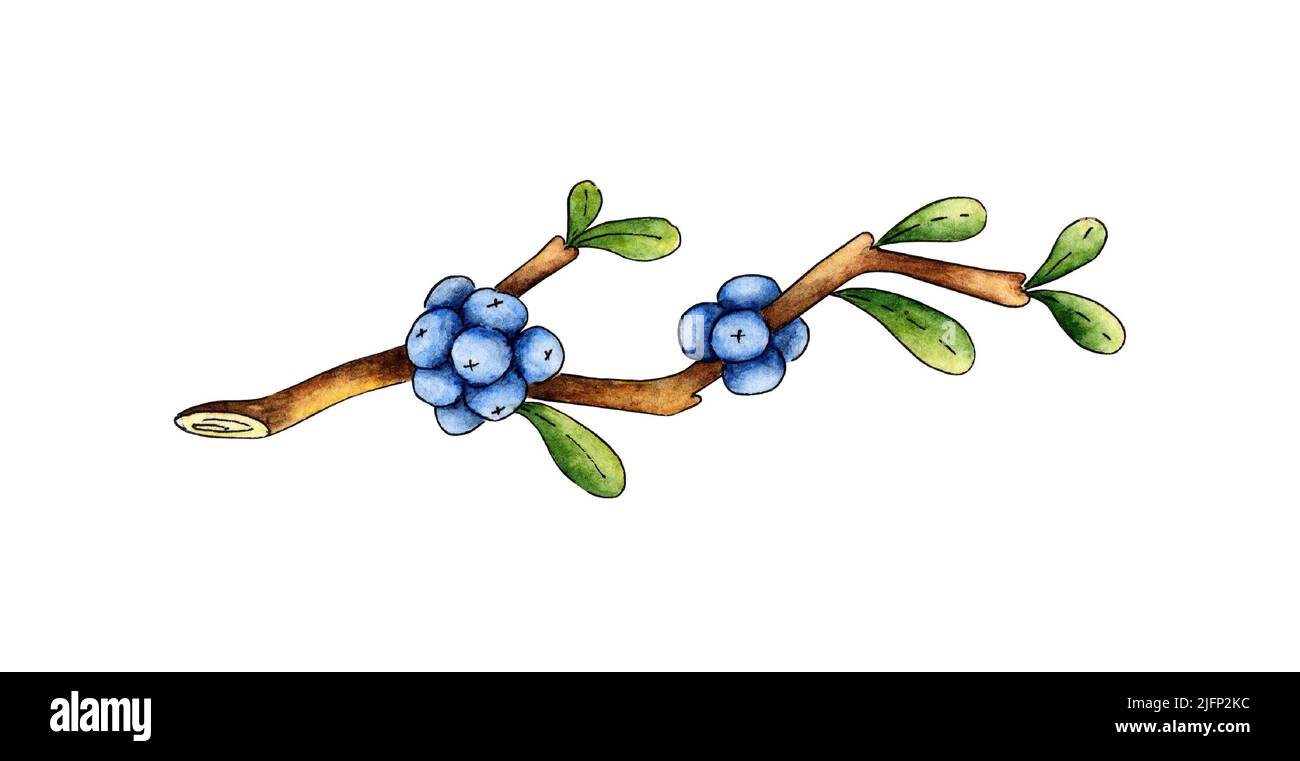 Watercolor illustration doodle sprig of blueberries with berries ...