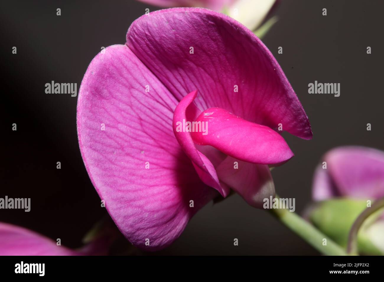 Violet wild climber flower blossoming macro botanical background ...