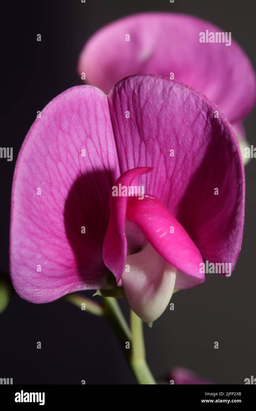 Violet wild climber flower blossoming macro botanical background ...