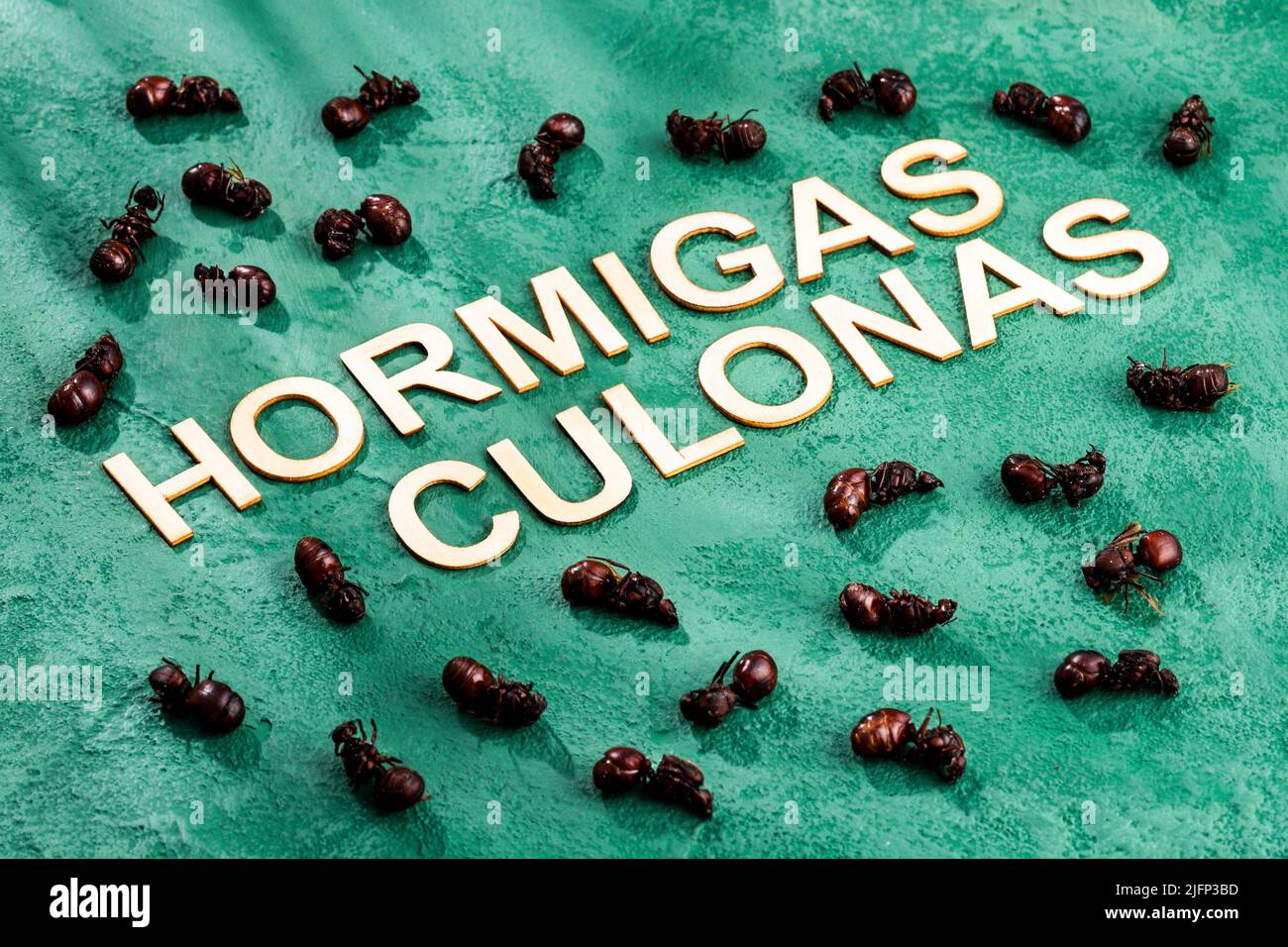 Toasted culona ant - Delicious Colombian recipe Stock Photo - Alamy