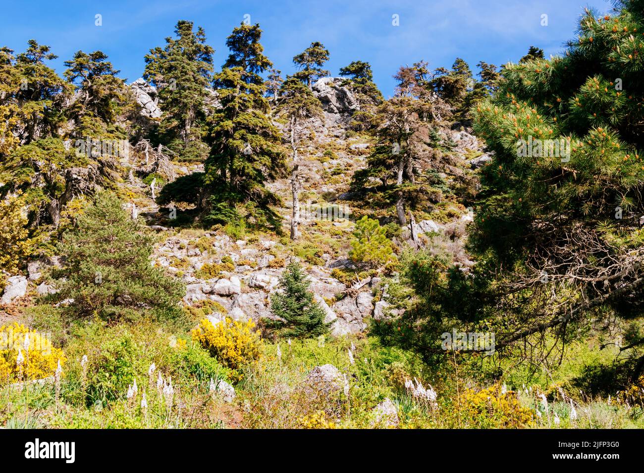 Abies pinsapo, the Spanish fir, is a species of tree in the family ...