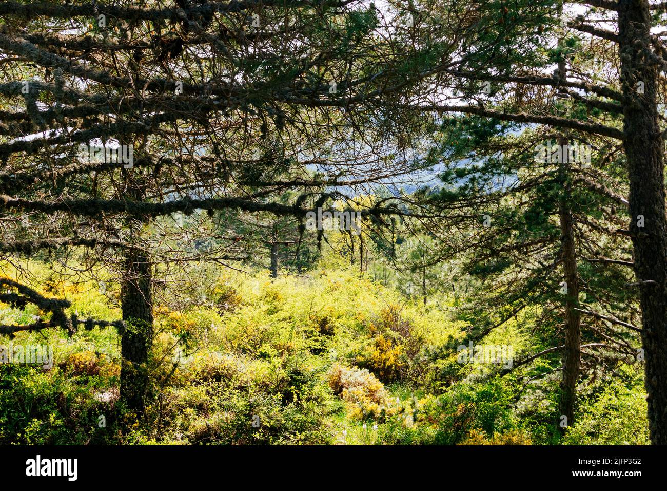 Abies pinsapo, the Spanish fir, is a species of tree in the family ...