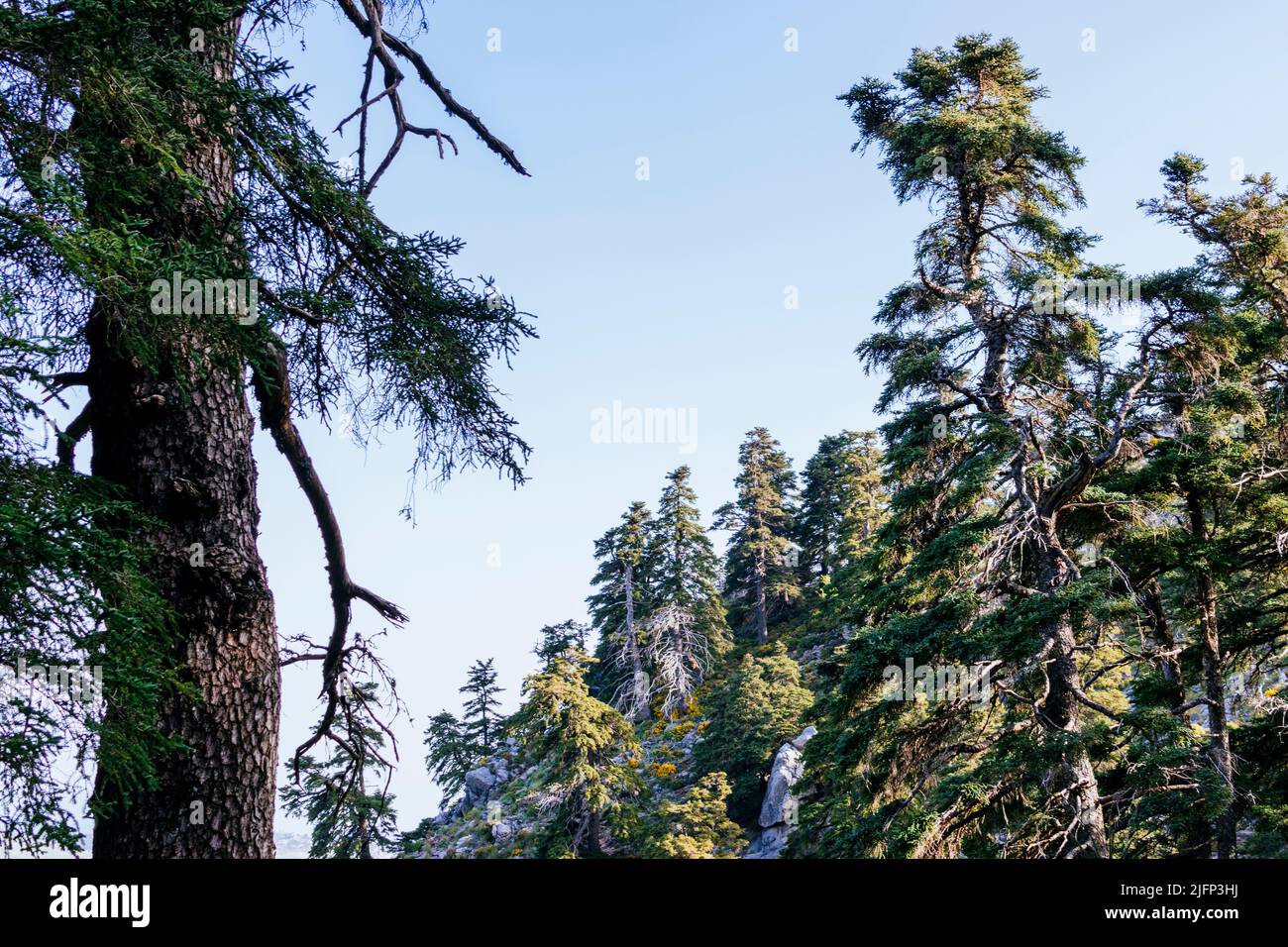 Abies pinsapo, the Spanish fir, is a species of tree in the family ...