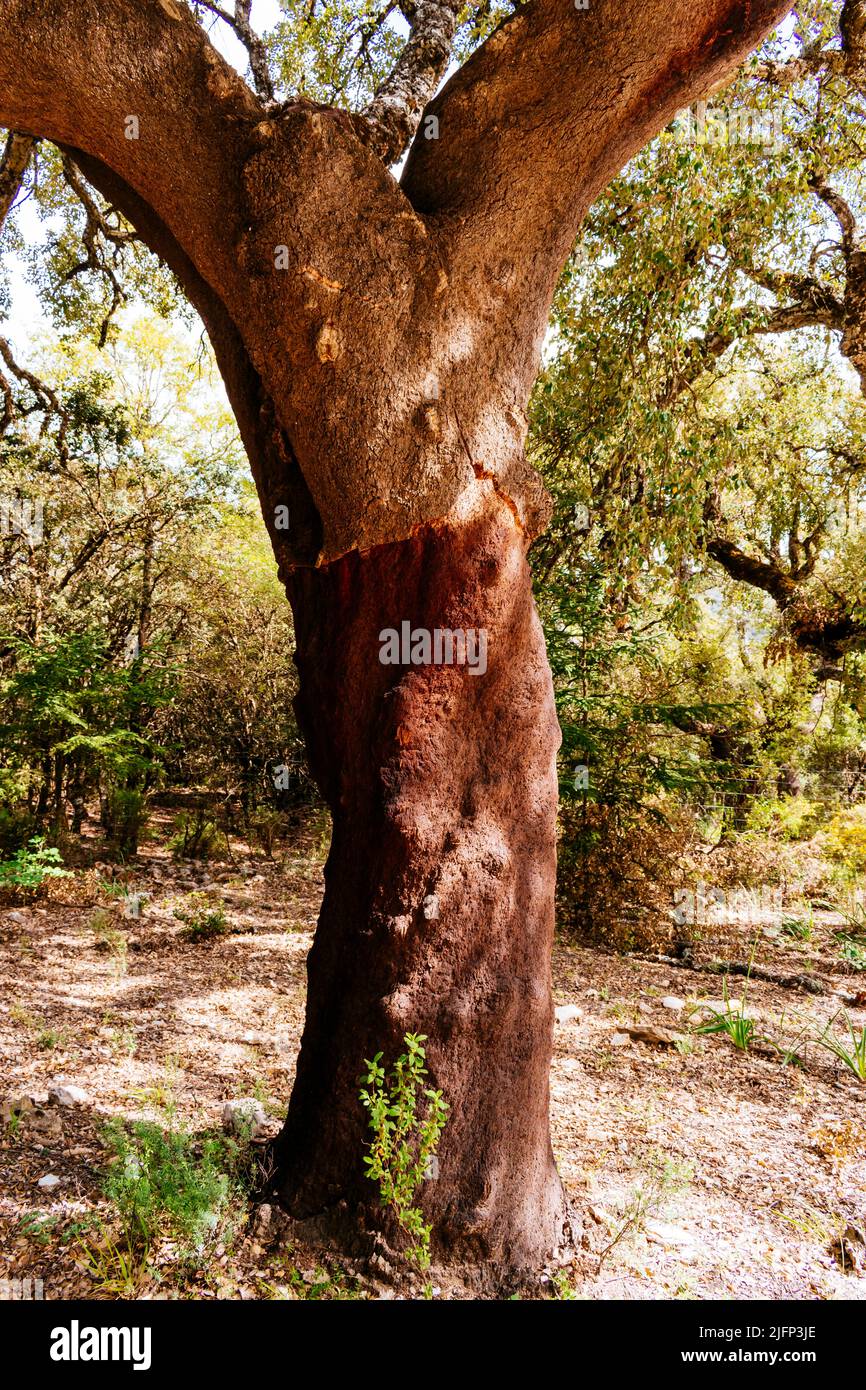 Quercus suber, commonly called the cork oak, is a medium-sized ...