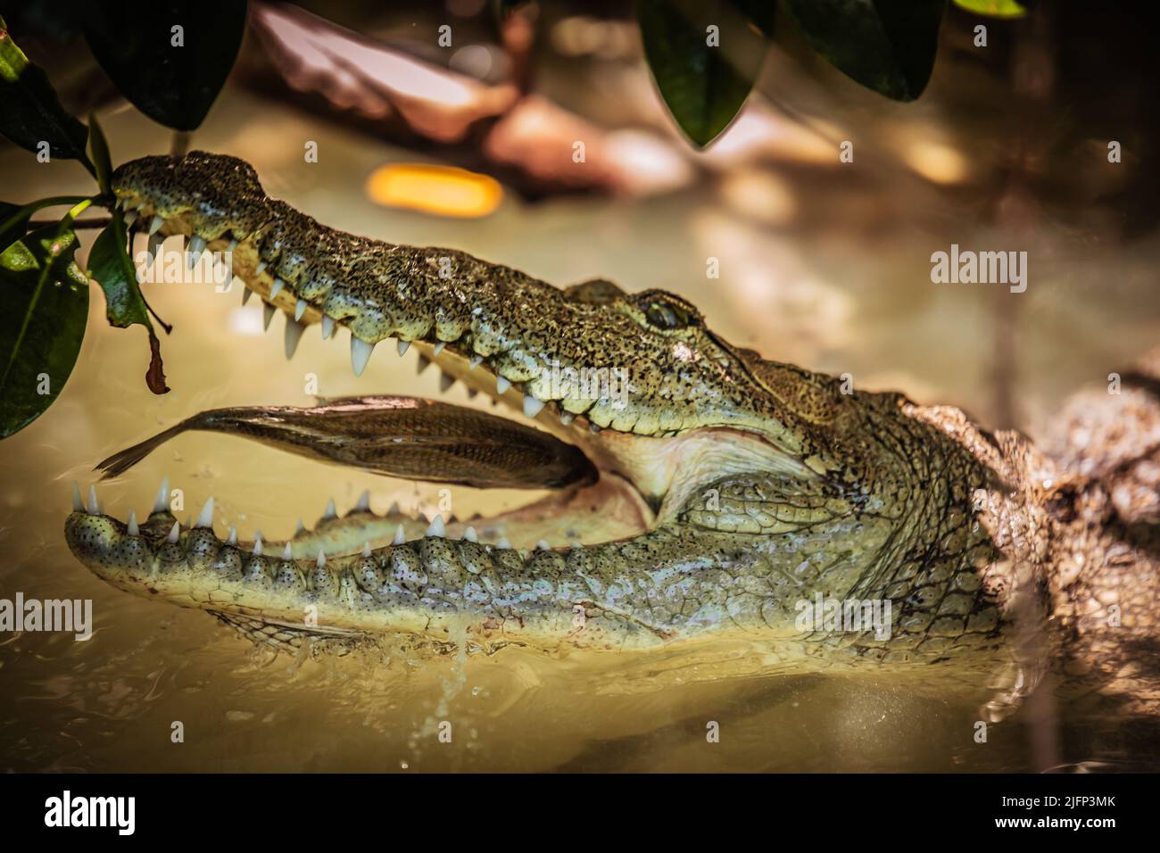 Big fish to swallow hi-res stock photography and images - Alamy