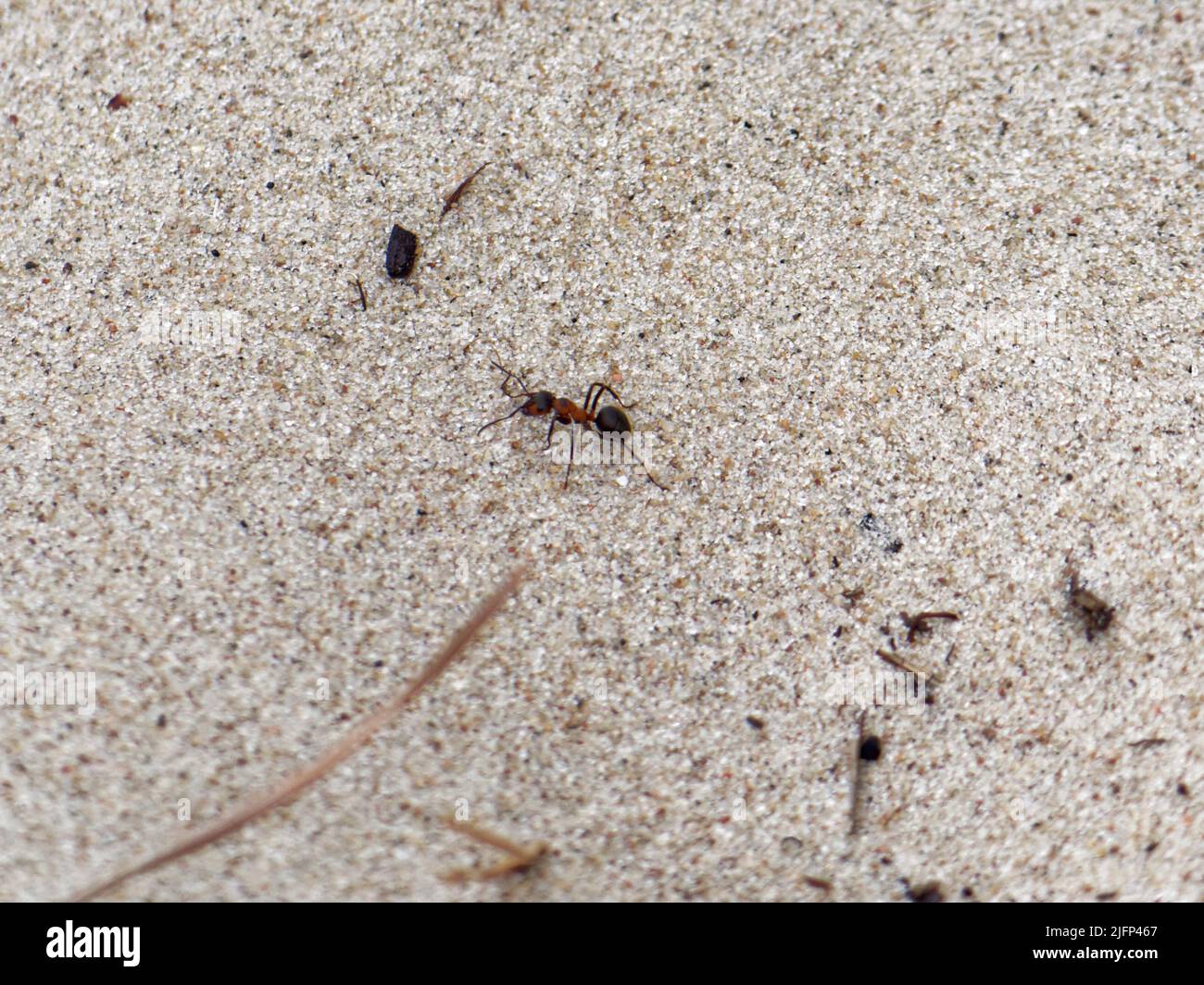 Ant on sand Stock Photo - Alamy