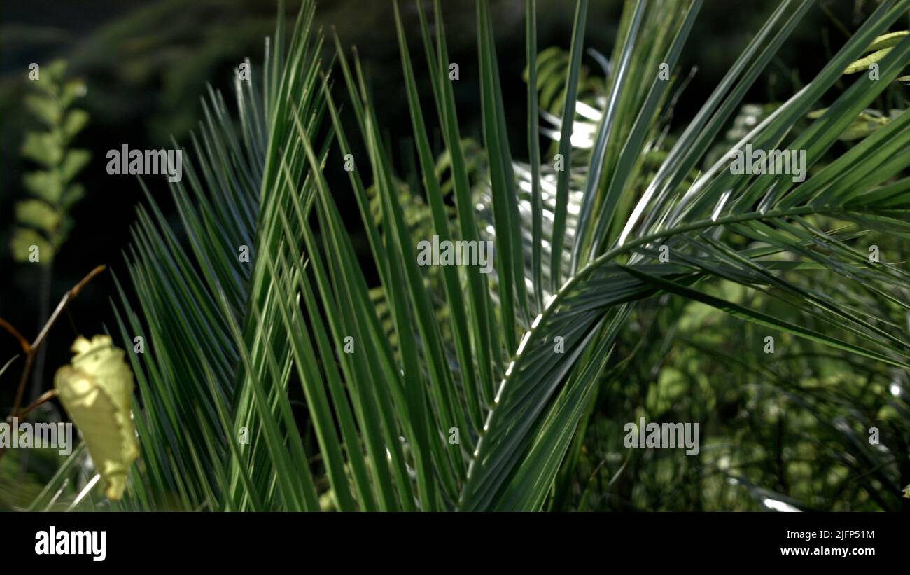 Bright tropical plants.Creative.Different tropical green grasses on ...