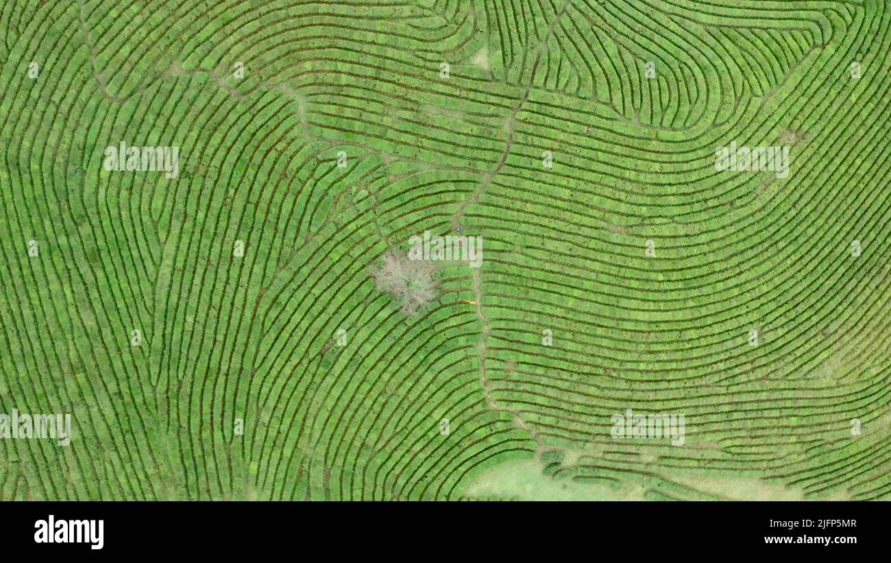 Top view of green field of plantations. Footage. Beautiful patterns on ...