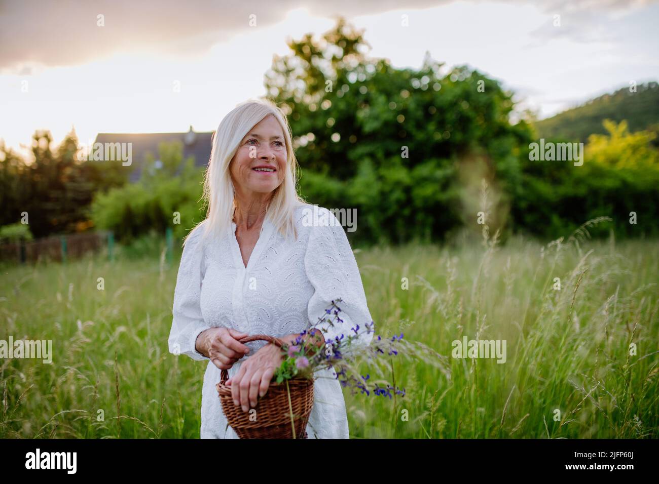 Senior woman wih basket in meadow in summer collecting herbs and ...