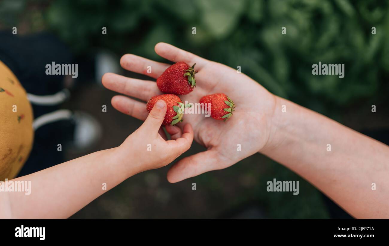 Child giving mother red, ripe, fresh strawberry in garden, close-up ...