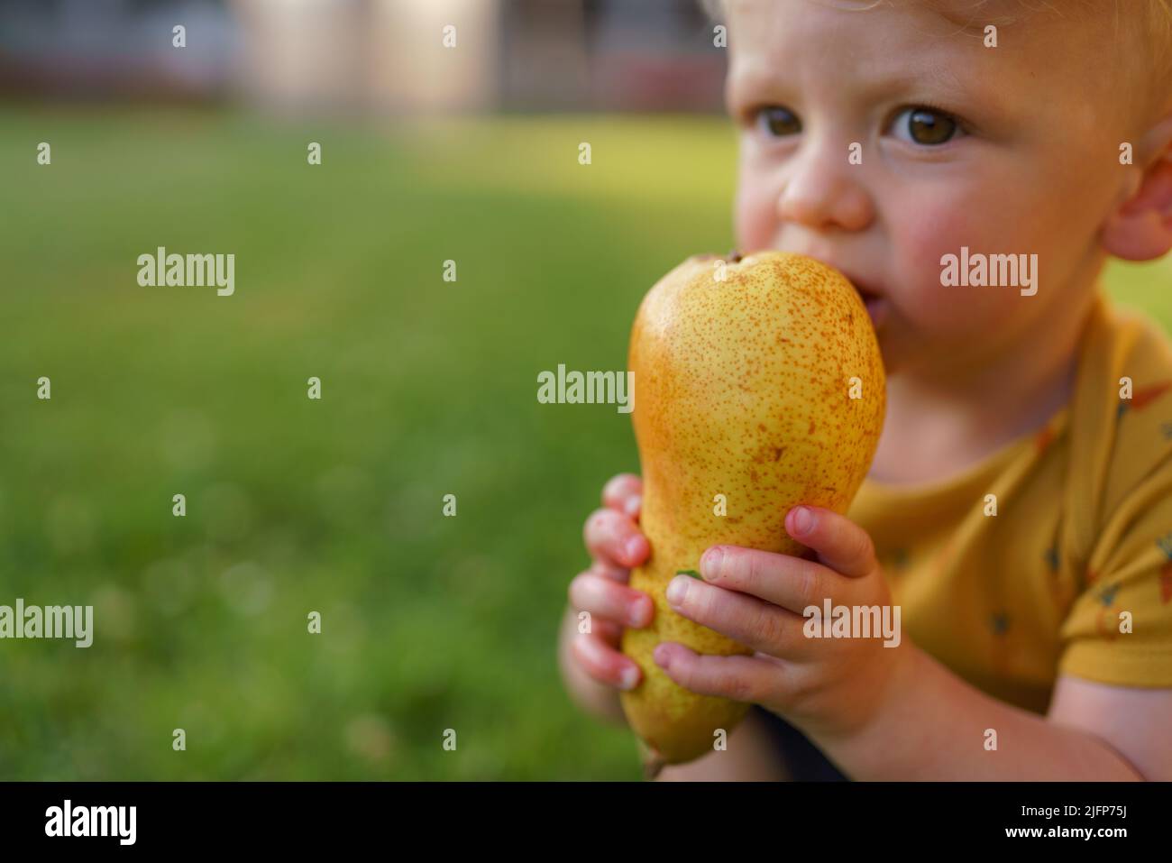 Cute little boy eating pear in garden in summer Stock Photo - Alamy