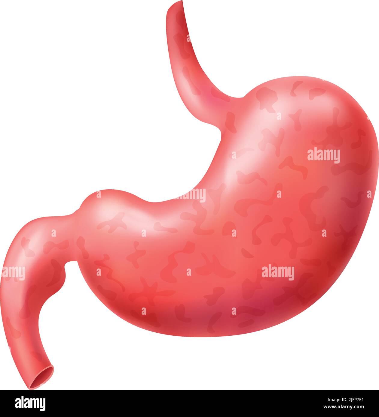 Realistic human internal organs anatomy composition with isolated image ...