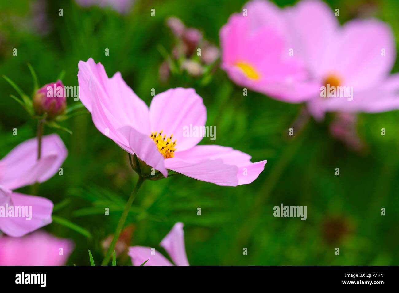 Pink Garden Cosmos Plant close up. Nature defocused background. Macro ...