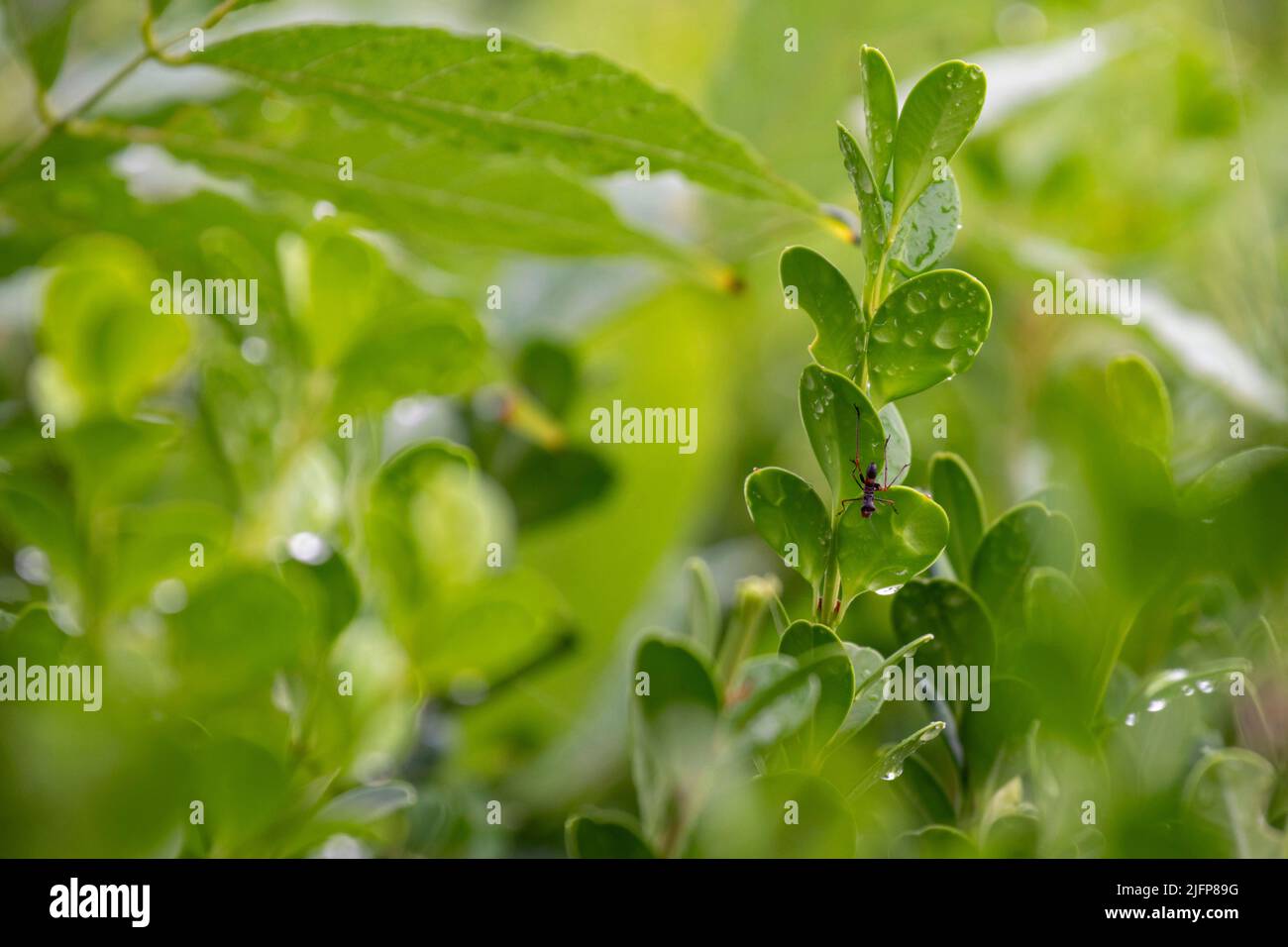 A bug on a leaf at a garden in Sydney, NSW, Australia (Photo by Tara ...