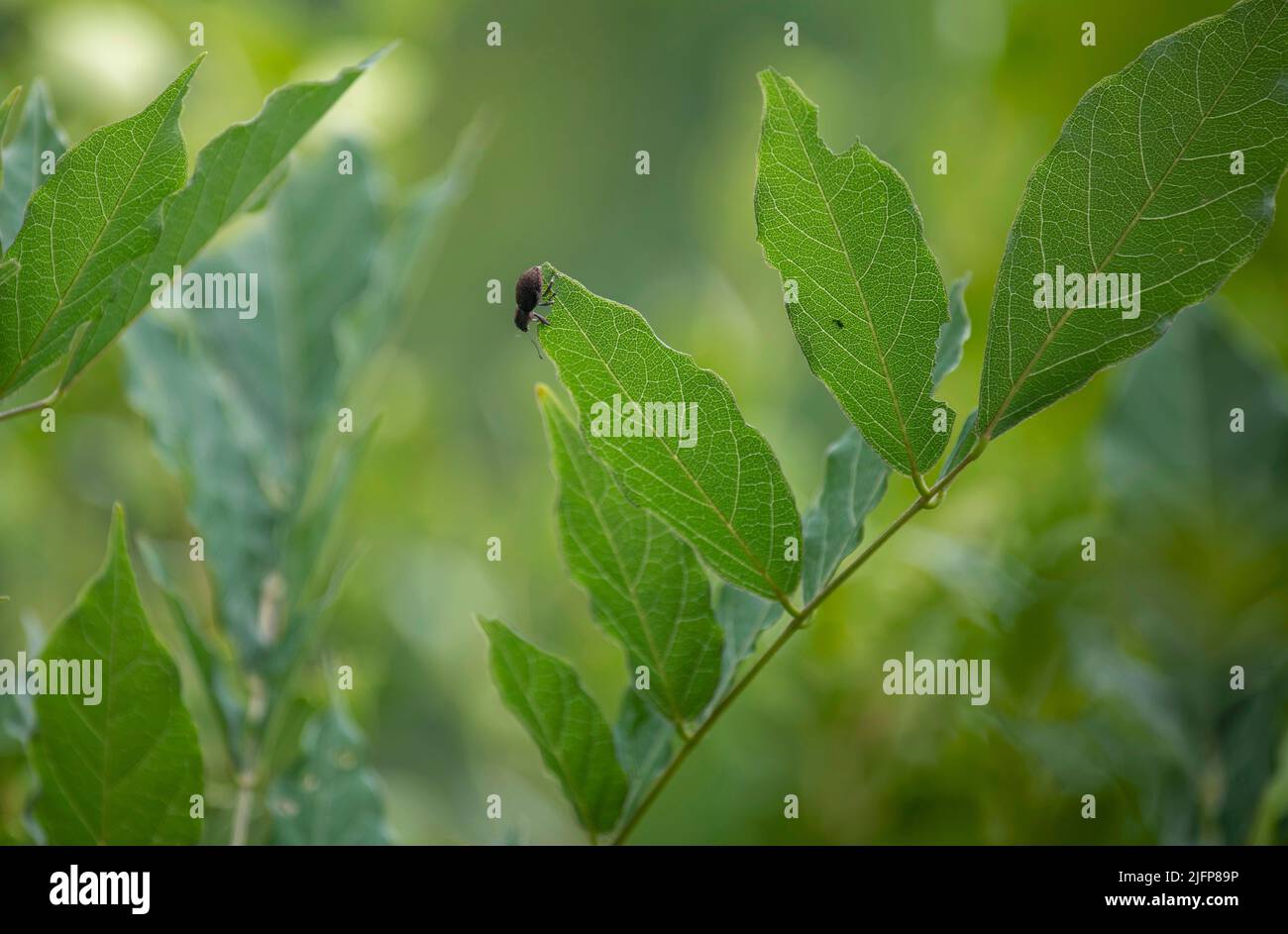A bug on a leaf at a garden in Sydney, NSW, Australia (Photo by Tara ...