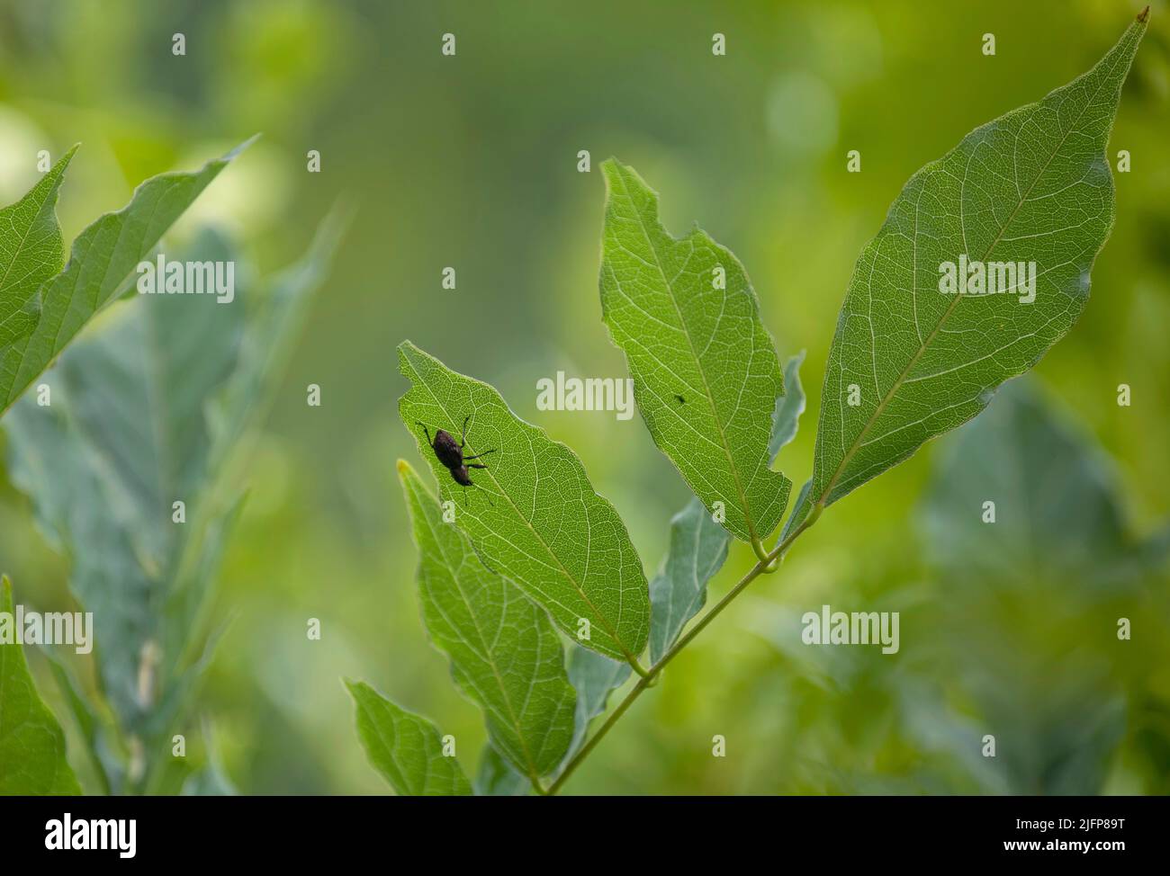 A bug on a leaf at a garden in Sydney, NSW, Australia (Photo by Tara ...