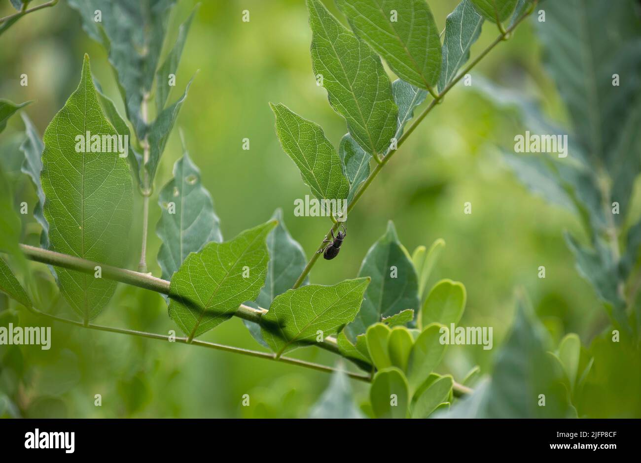 A bug on a leaf at a garden in Sydney, NSW, Australia (Photo by Tara ...