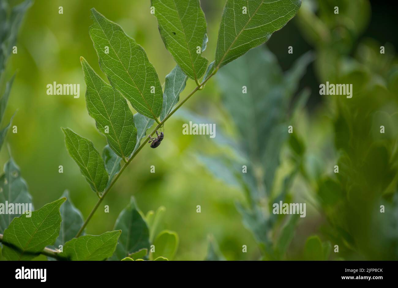 A bug on a leaf at a garden in Sydney, NSW, Australia (Photo by Tara ...