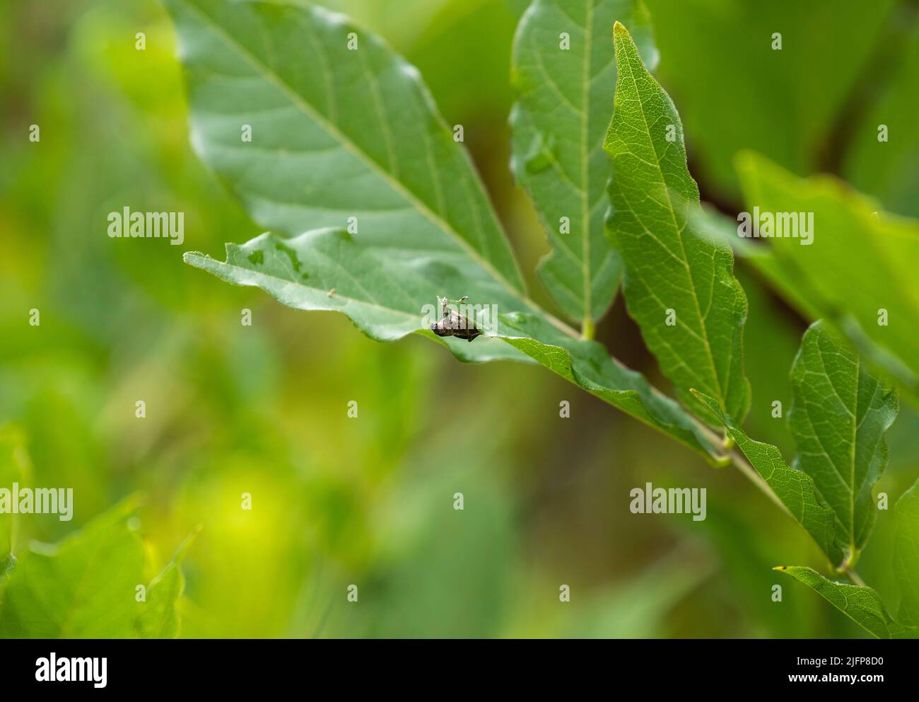 A bug on a plant at a garden in Sydney, NSW, Australia (Photo by Tara ...