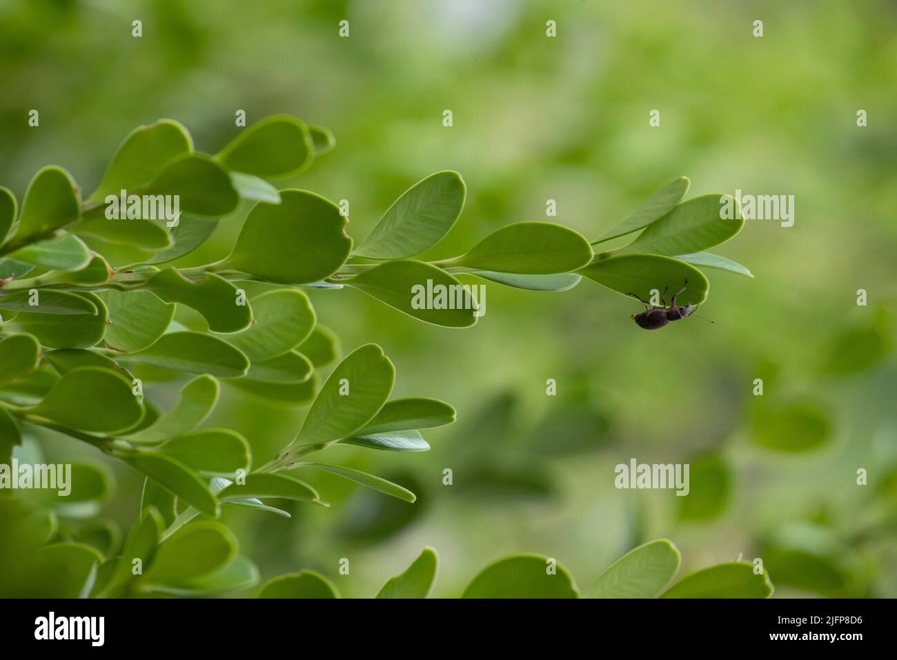 A bug on a plant at a garden in Sydney, NSW, Australia (Photo by Tara ...