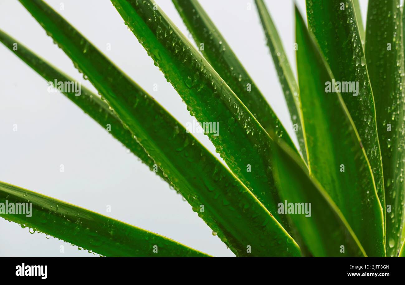 Rainwater drops on a plant in Sydney, NSW, Australia (Photo by Tara ...