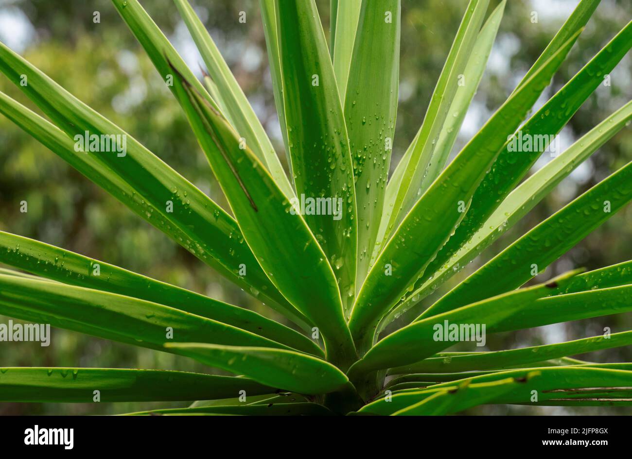 Rainwater drops on a plant in Sydney, NSW, Australia (Photo by Tara ...