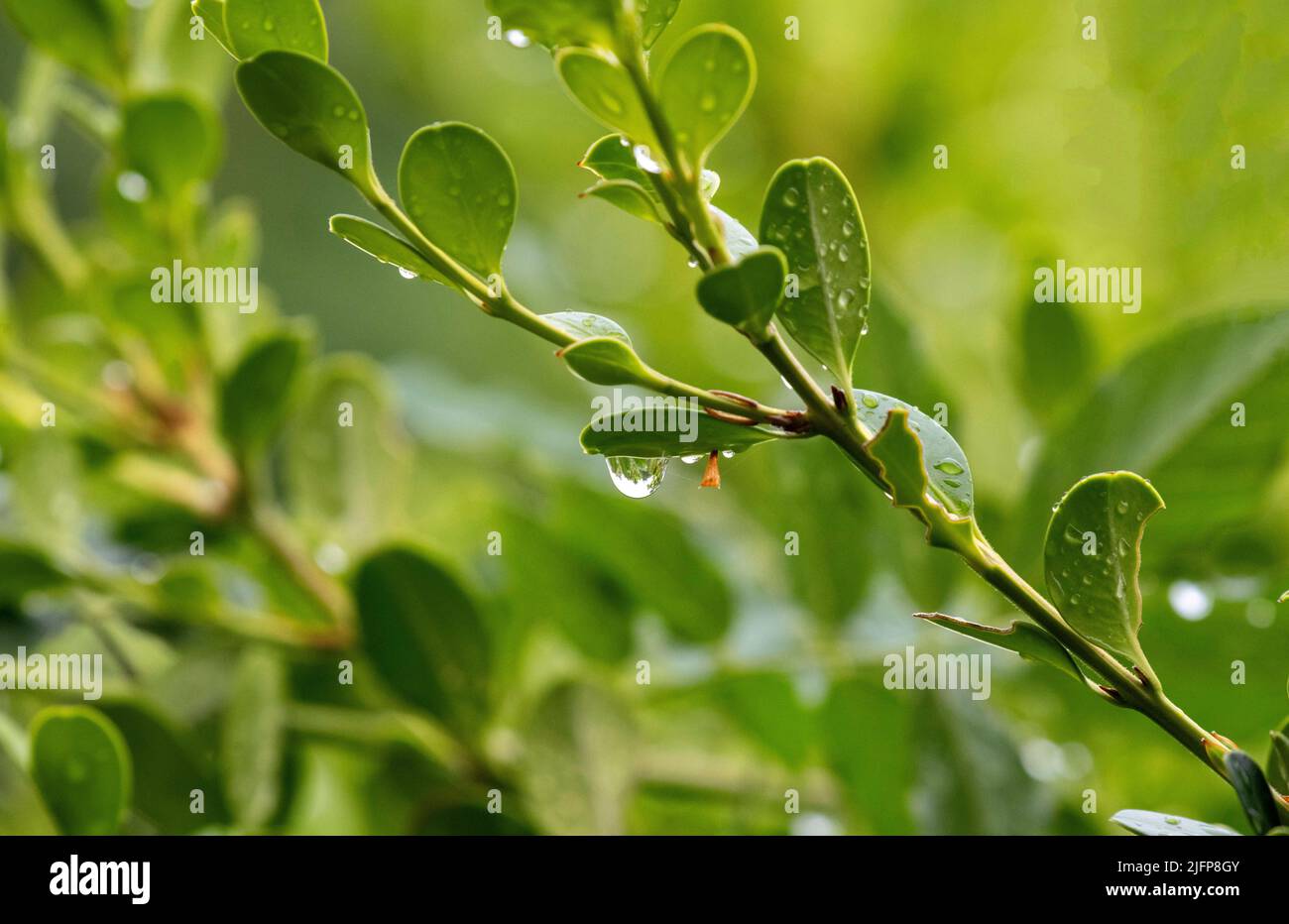 Rainwater drops on a plant in Sydney, NSW, Australia (Photo by Tara ...
