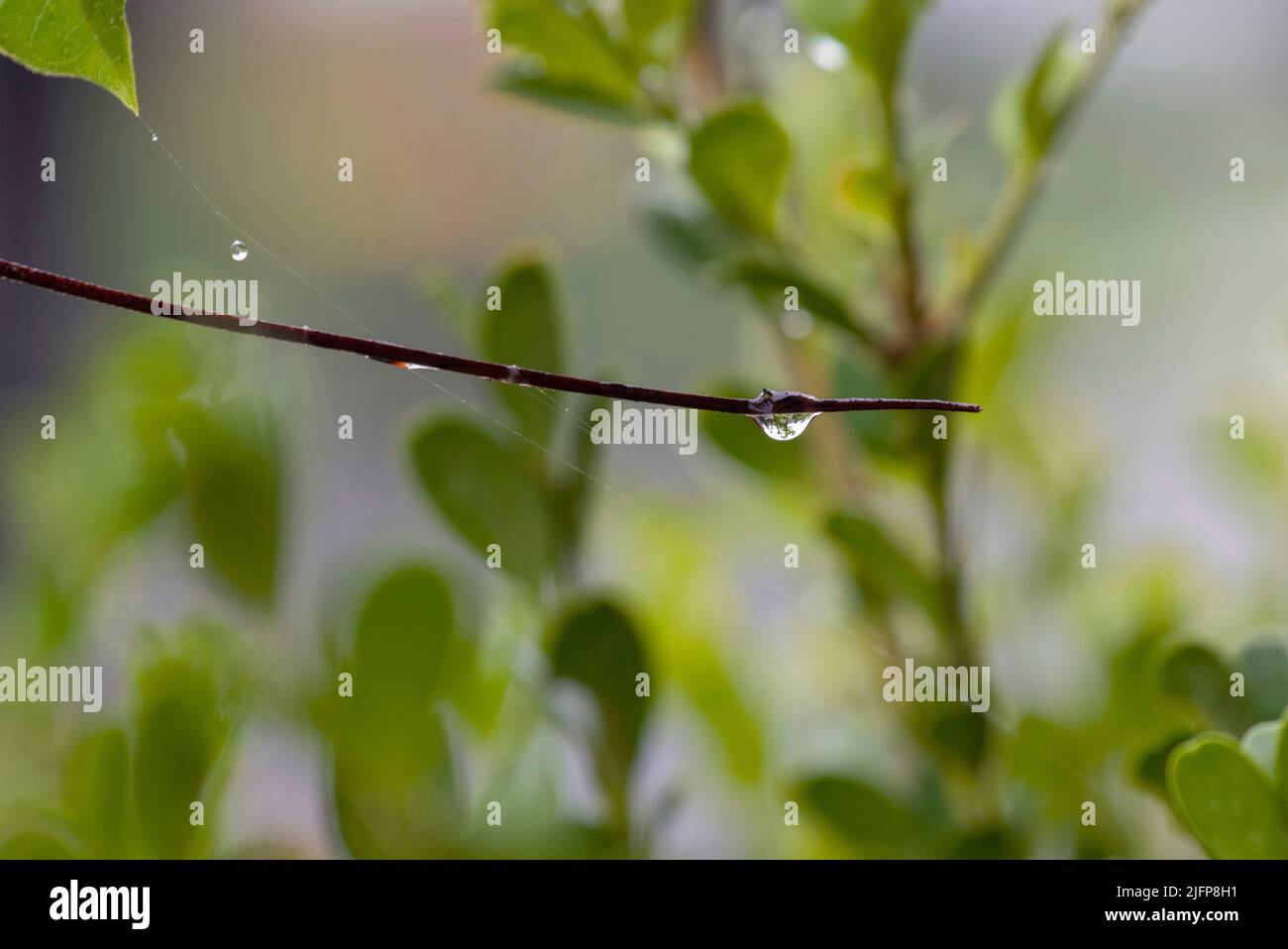 Rainwater drops on a plant in Sydney, NSW, Australia (Photo by Tara ...