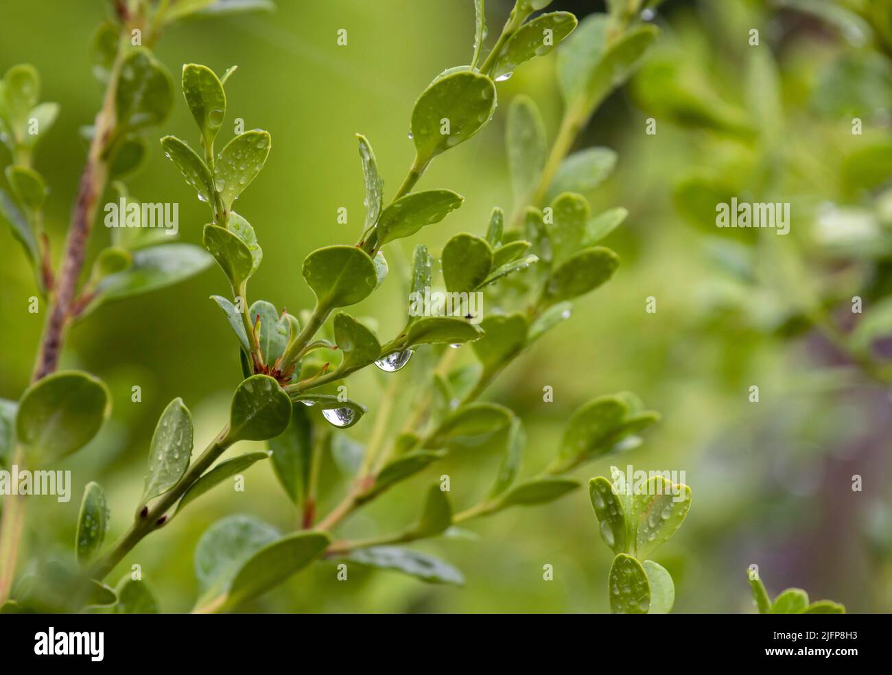Rainwater drops on a plant in Sydney, NSW, Australia (Photo by Tara ...