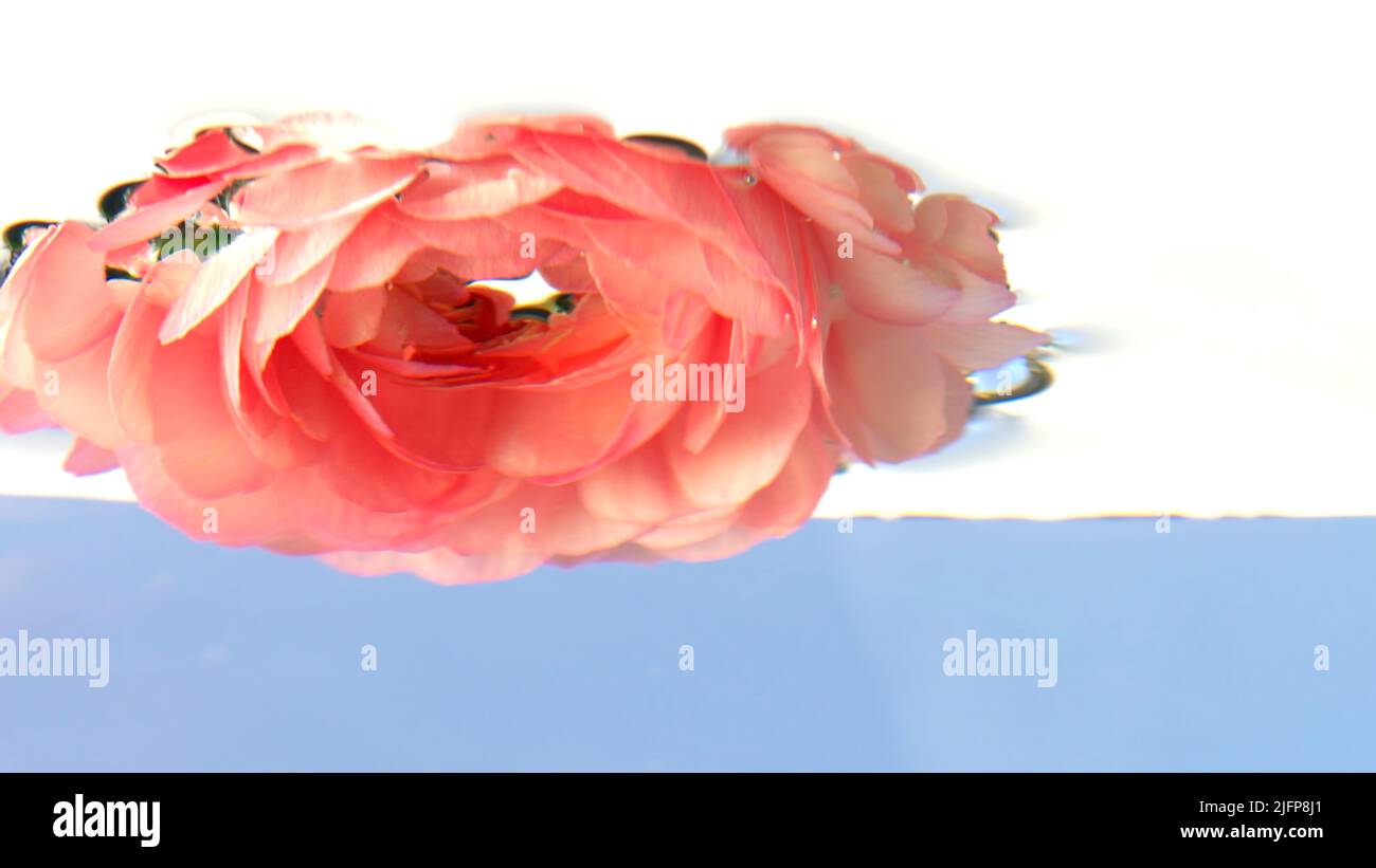 A small pink rosebud .Stock footage.Water into which a delicate flower ...