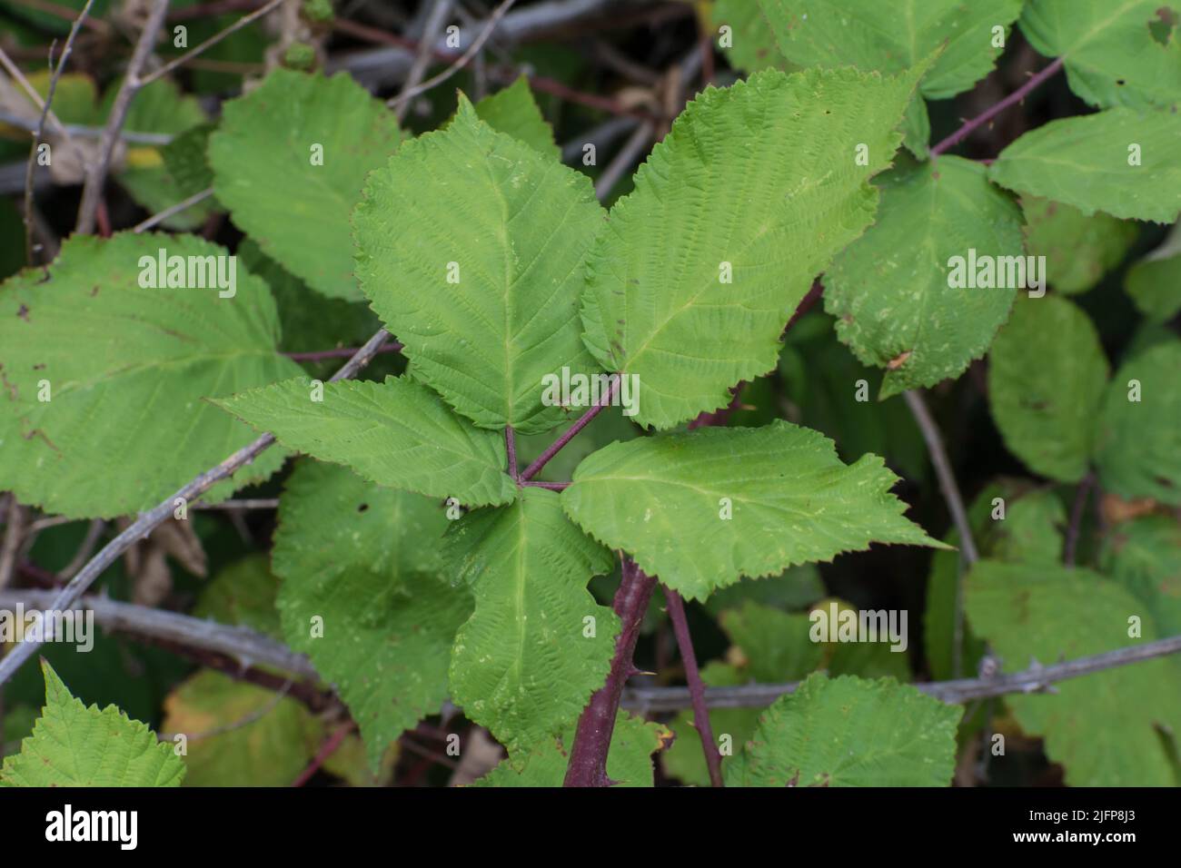 With Five Leaves Poisonous Plants