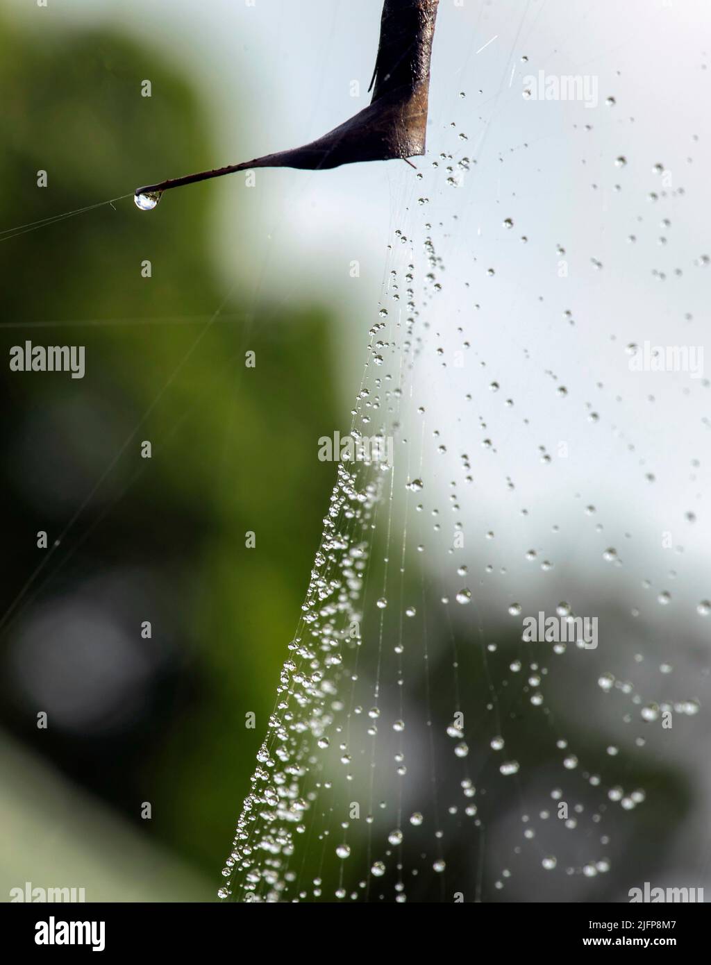 Rainwater drops falls on a spiderweb in Sydney, NSW, Australia (Photo ...